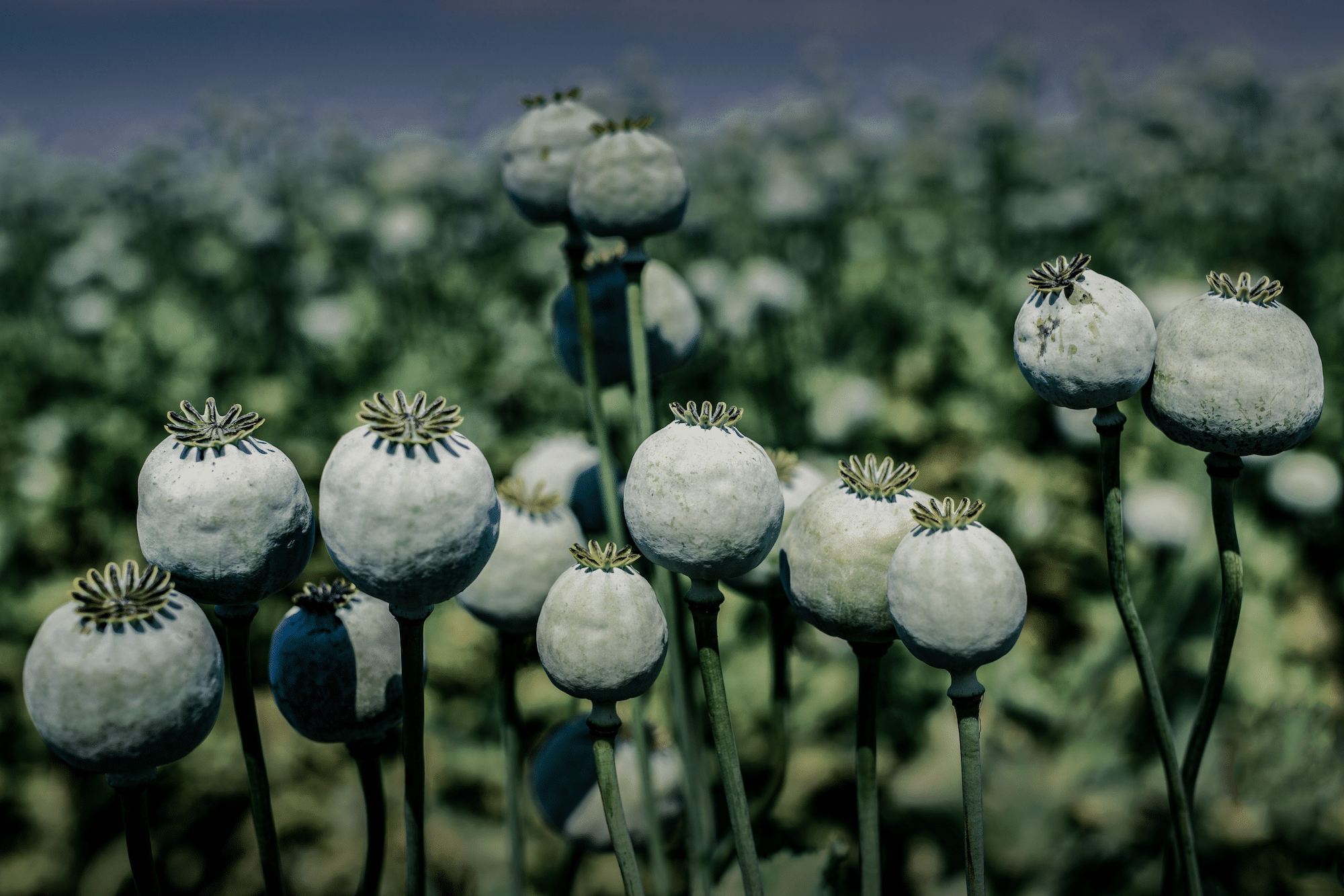 Thebaine - Addiction, Abuse, and Effects - Opioid Help