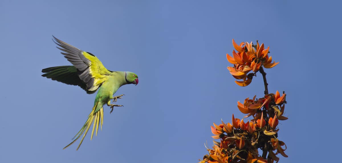 Opium-Addicted Parrots Raid Poppy Farms in India - Opioid Help